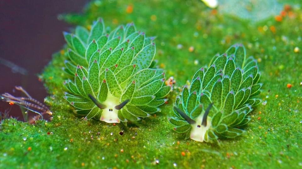 Adorable “Leaf Sheep” Sea Slugs Look like Cartoon Lambs | Home Design ...