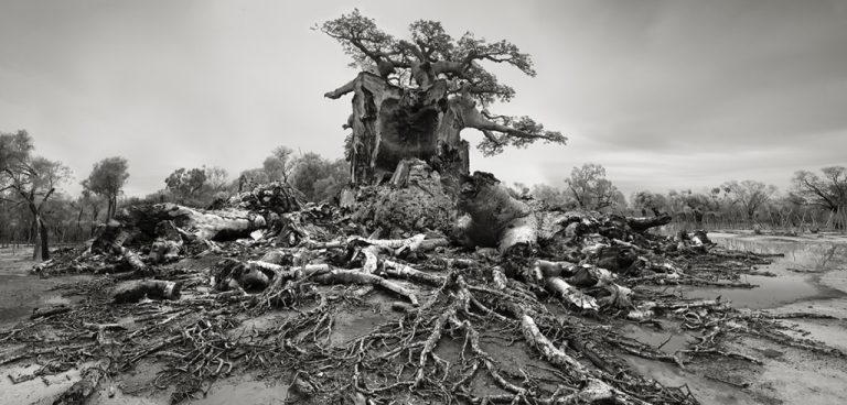 Photographer is Documenting Ancient Baobab Trees Before They All ...