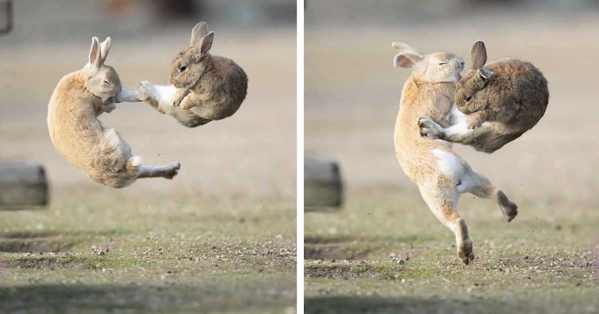 Photographer Captures Rabbits Fighting | Home Design, Garden ...