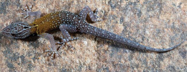 Biologist Finds Beautiful Blue Gecko, Named the New Species ‘Vangoghgi ...