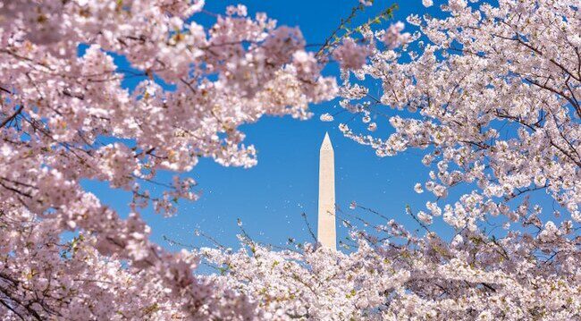 Japan Gifts the U.S. 250 Cherry Trees for 250th Anniversary of ...